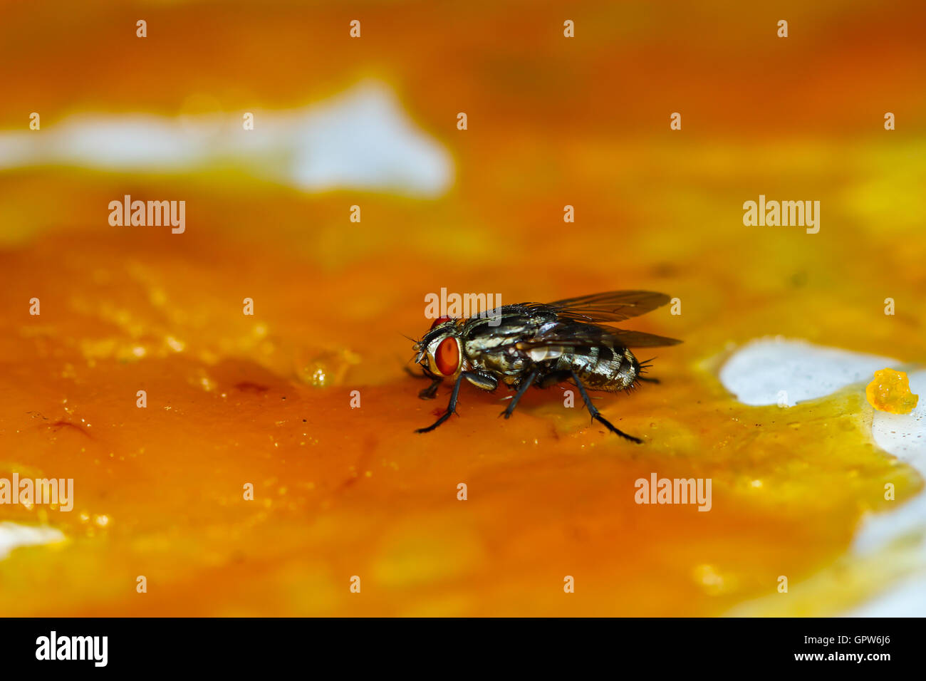 House fly on food Stock Photo - Alamy