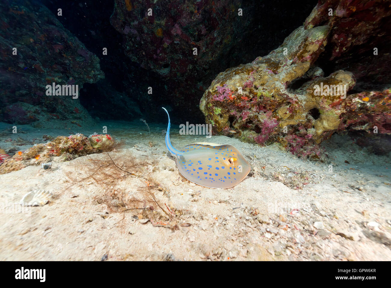 Bluespotted stingray and tropical reef in the Red Sea Stock Photo - Alamy