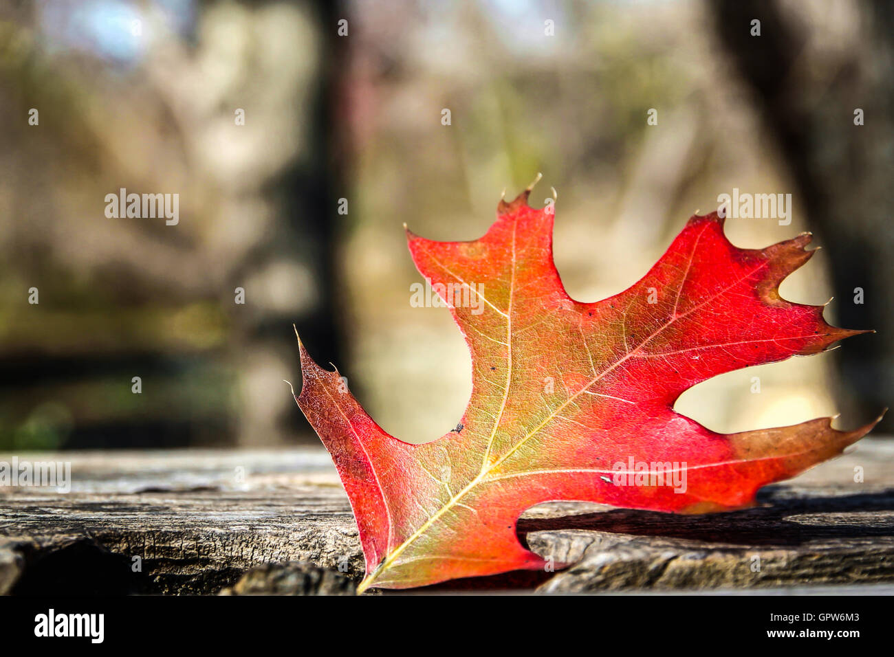 A single red Autumn leaf standing up and leaning right as the stem is ...