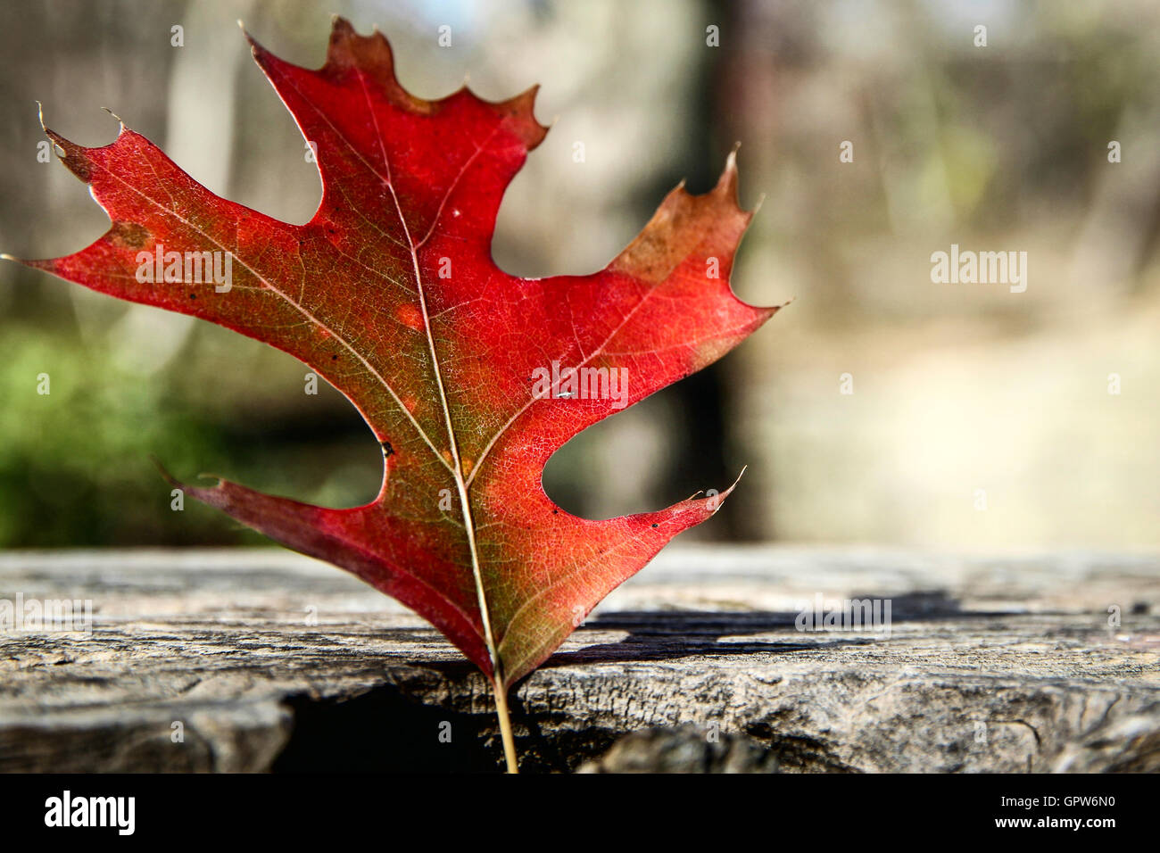 A single red Autumn leaf standing up as the stem is caught in the crack ...