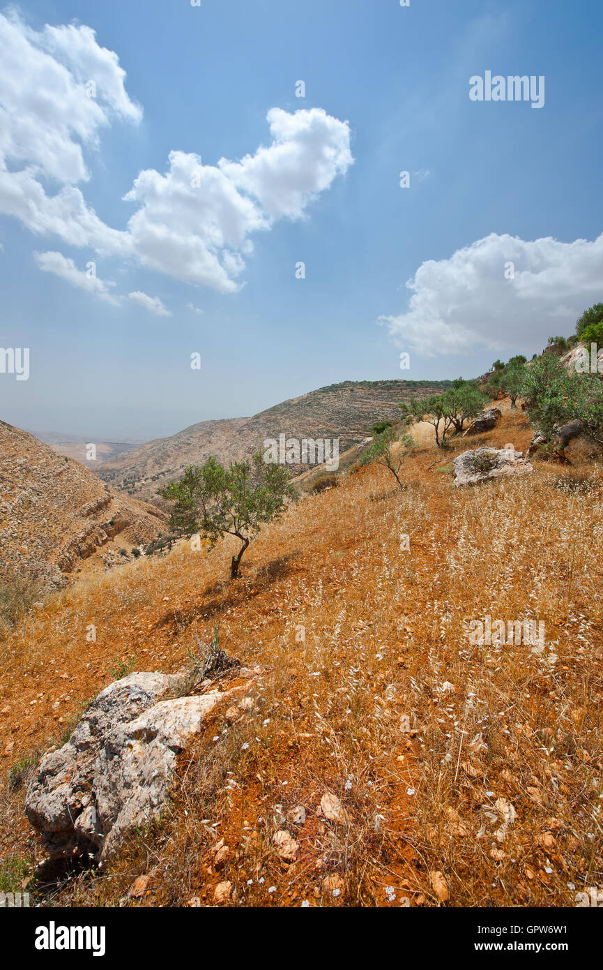 Plant of dry rocky slopes hi-res stock photography and images - Alamy