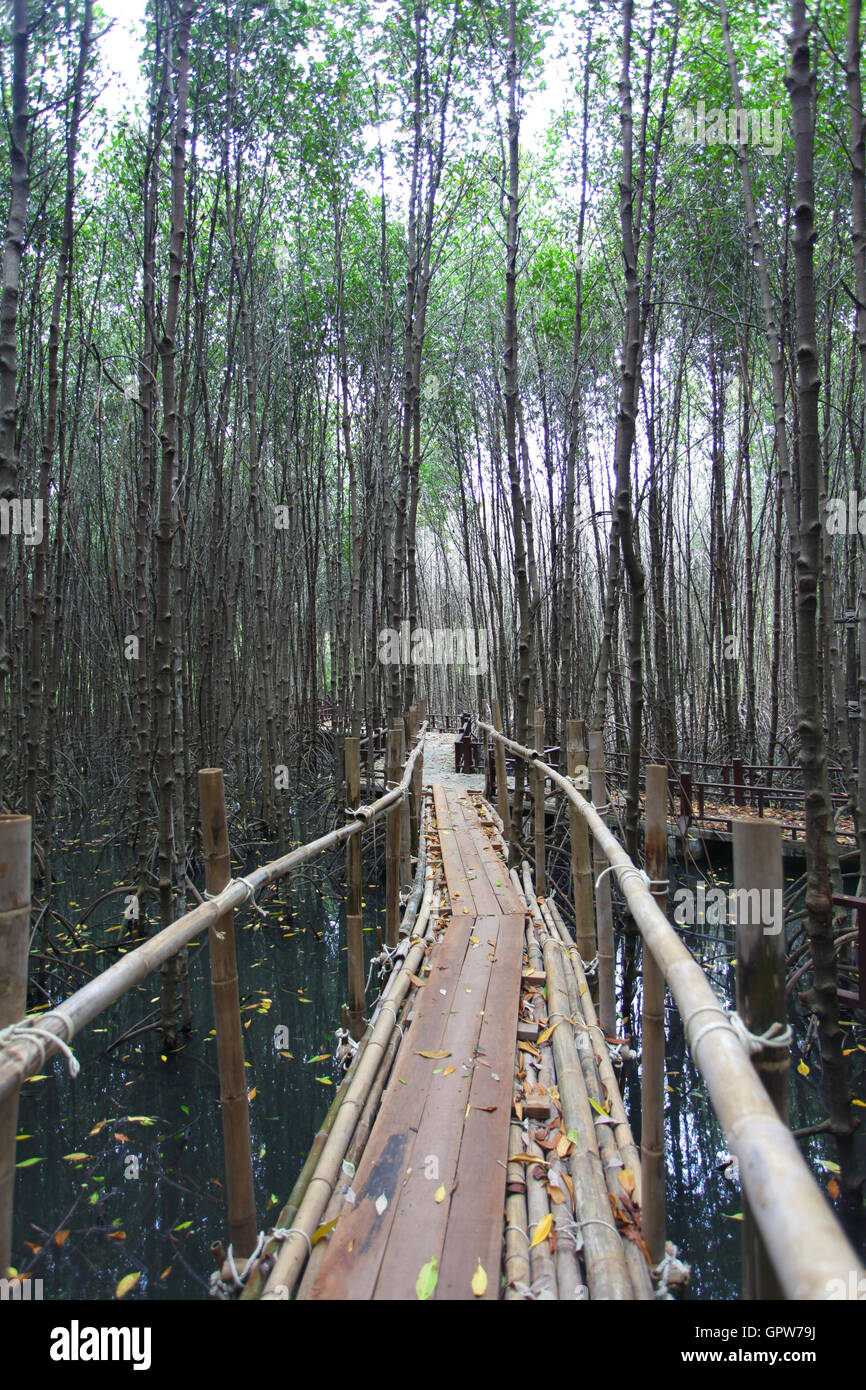 walkway in mangrove forest Stock Photo - Alamy