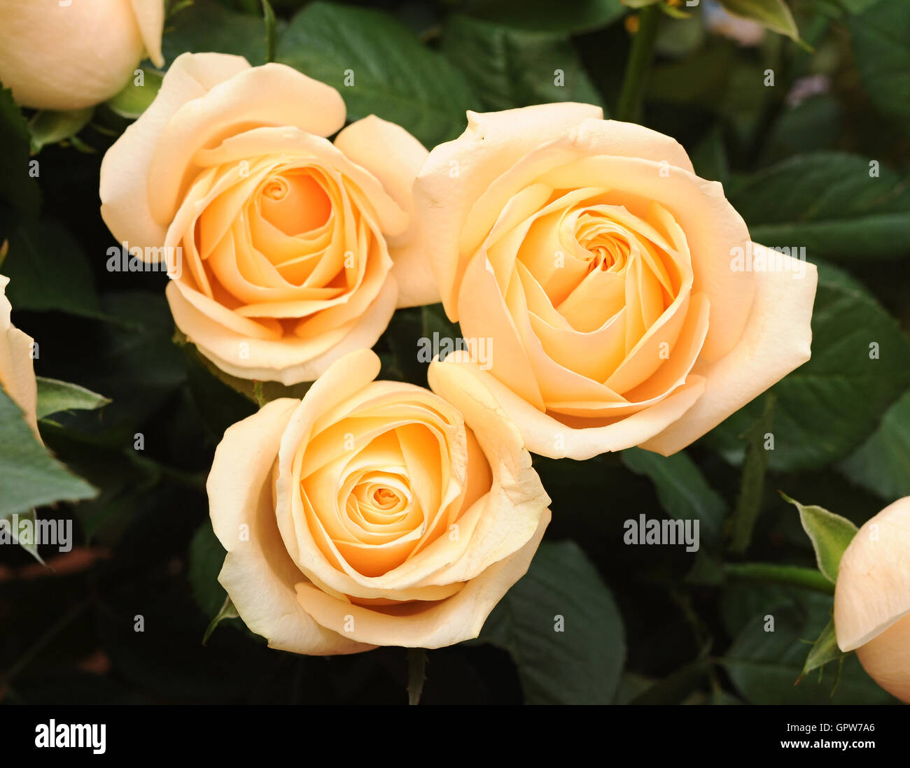 Wedding bunch of cream roses Stock Photo - Alamy