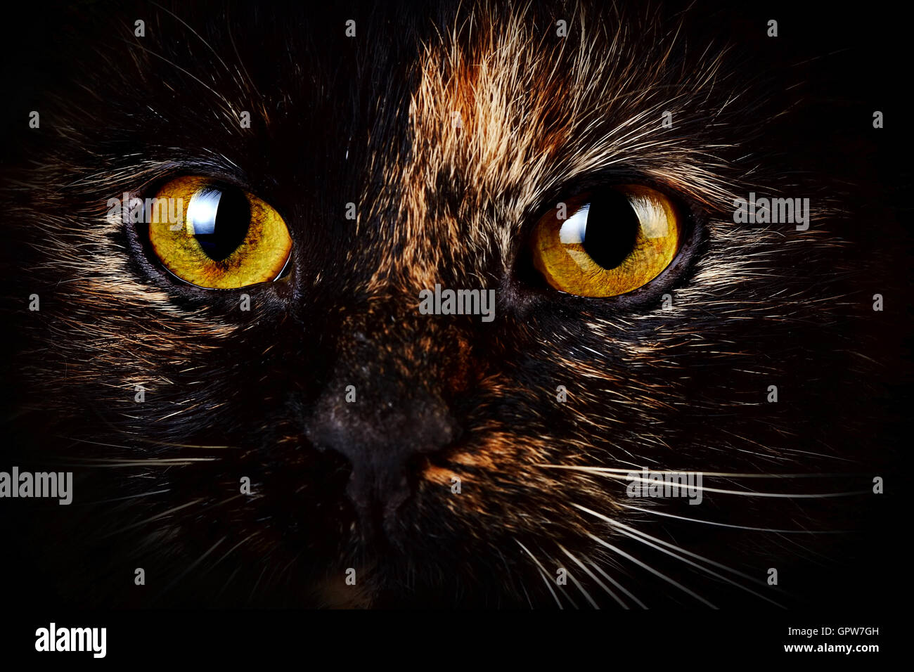Yellow cat's eyes Stock Photo - Alamy