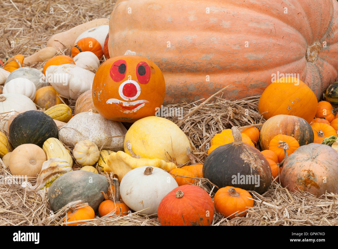 Pumpkins with different colours in the field Stock Photo - Alamy