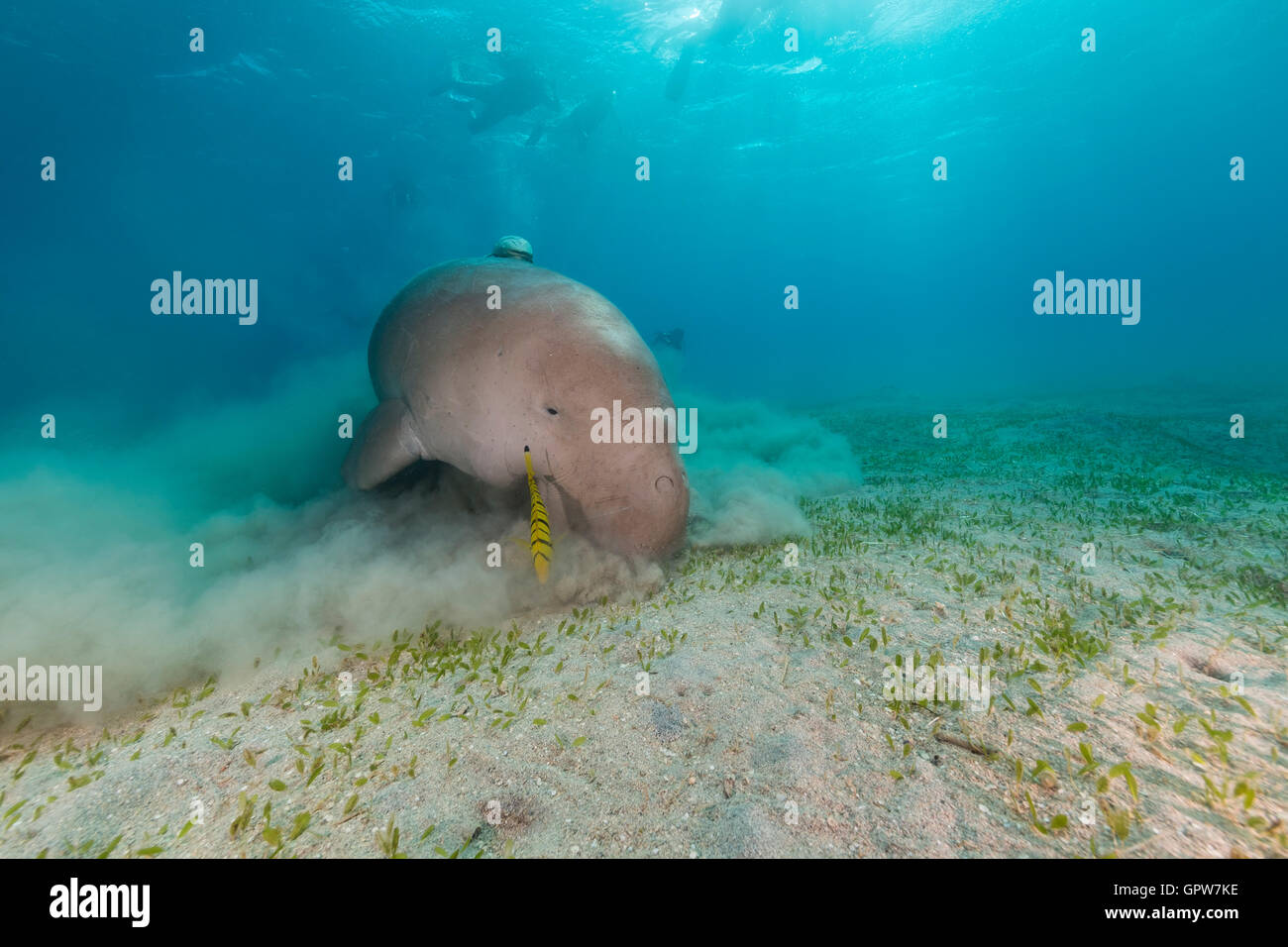 Dugong (dugong dugon) or seacow in the Red Sea Stock Photo - Alamy