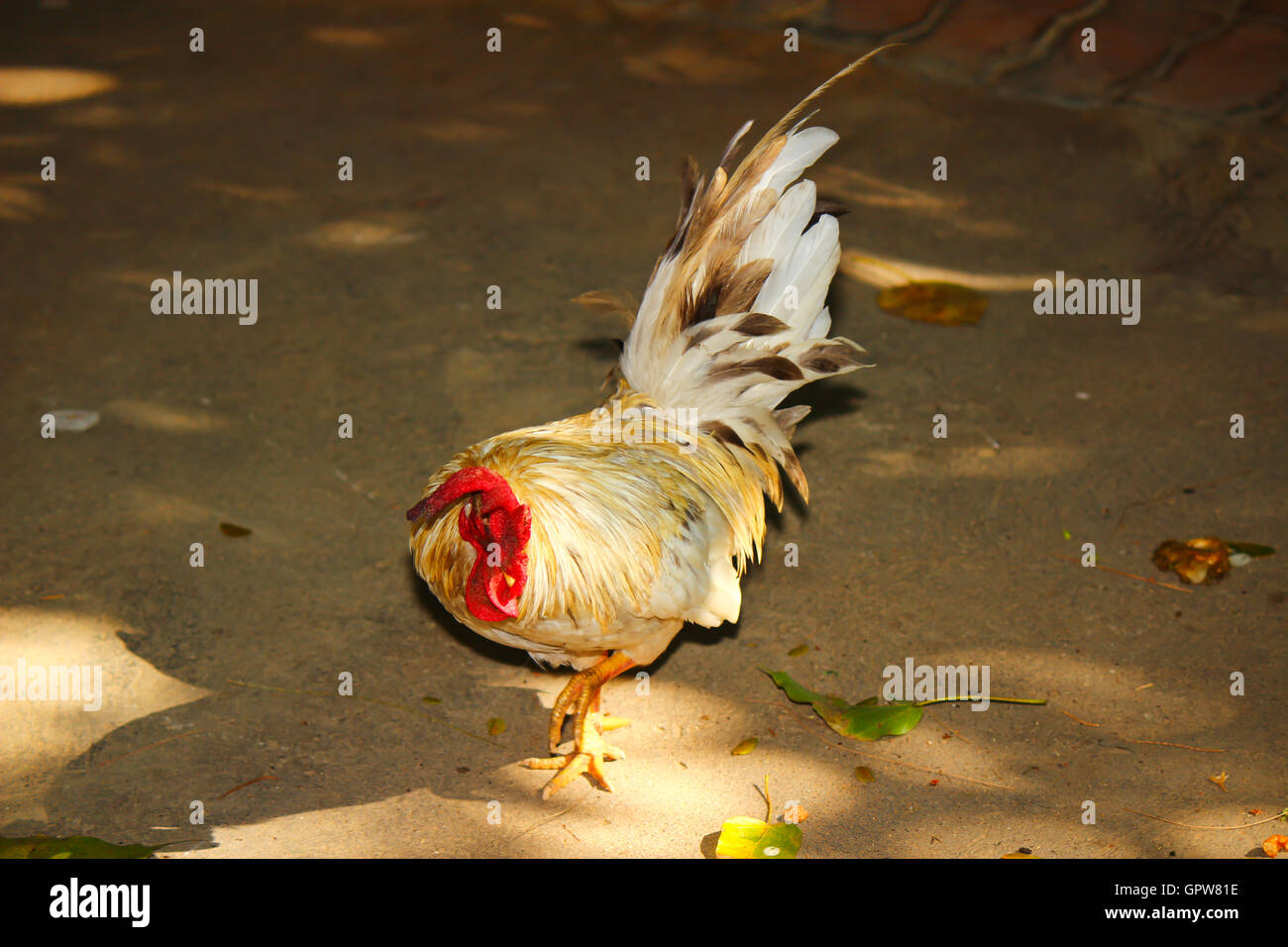 Chicken forage on the ground Stock Photo - Alamy