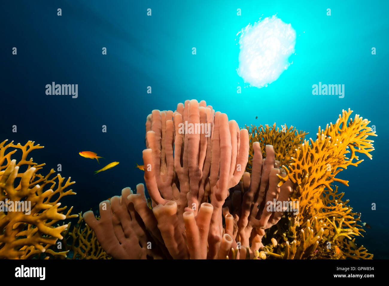 Colonial tube-sponge (siphonochalina siphonella) in the Red Sea Stock ...