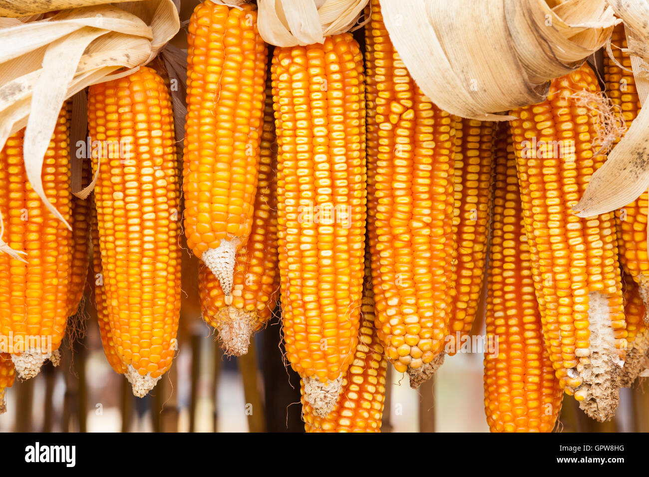 Dried corn on cobs hung on the beam Stock Photo - Alamy