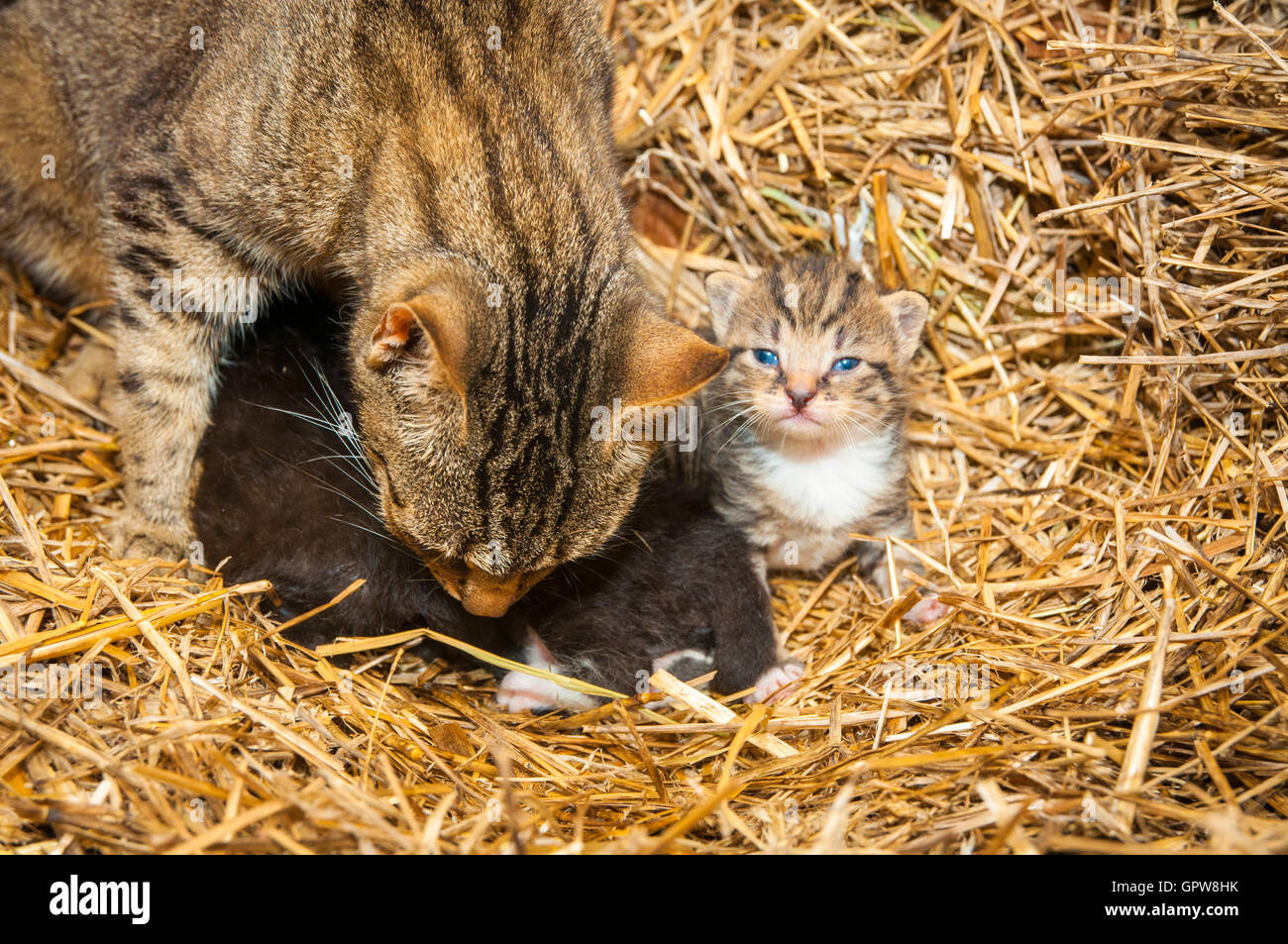 Boy with barn cats hi-res stock photography and images - Alamy