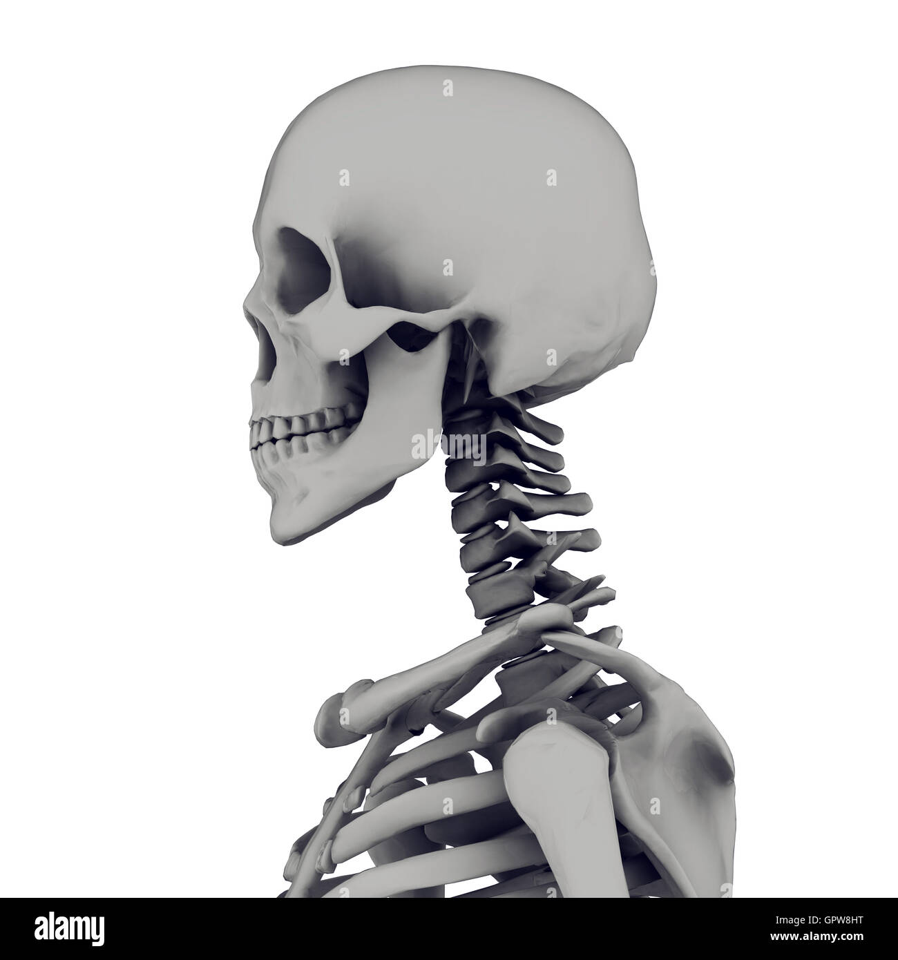 Anatomy body museum hi-res stock photography and images - Alamy