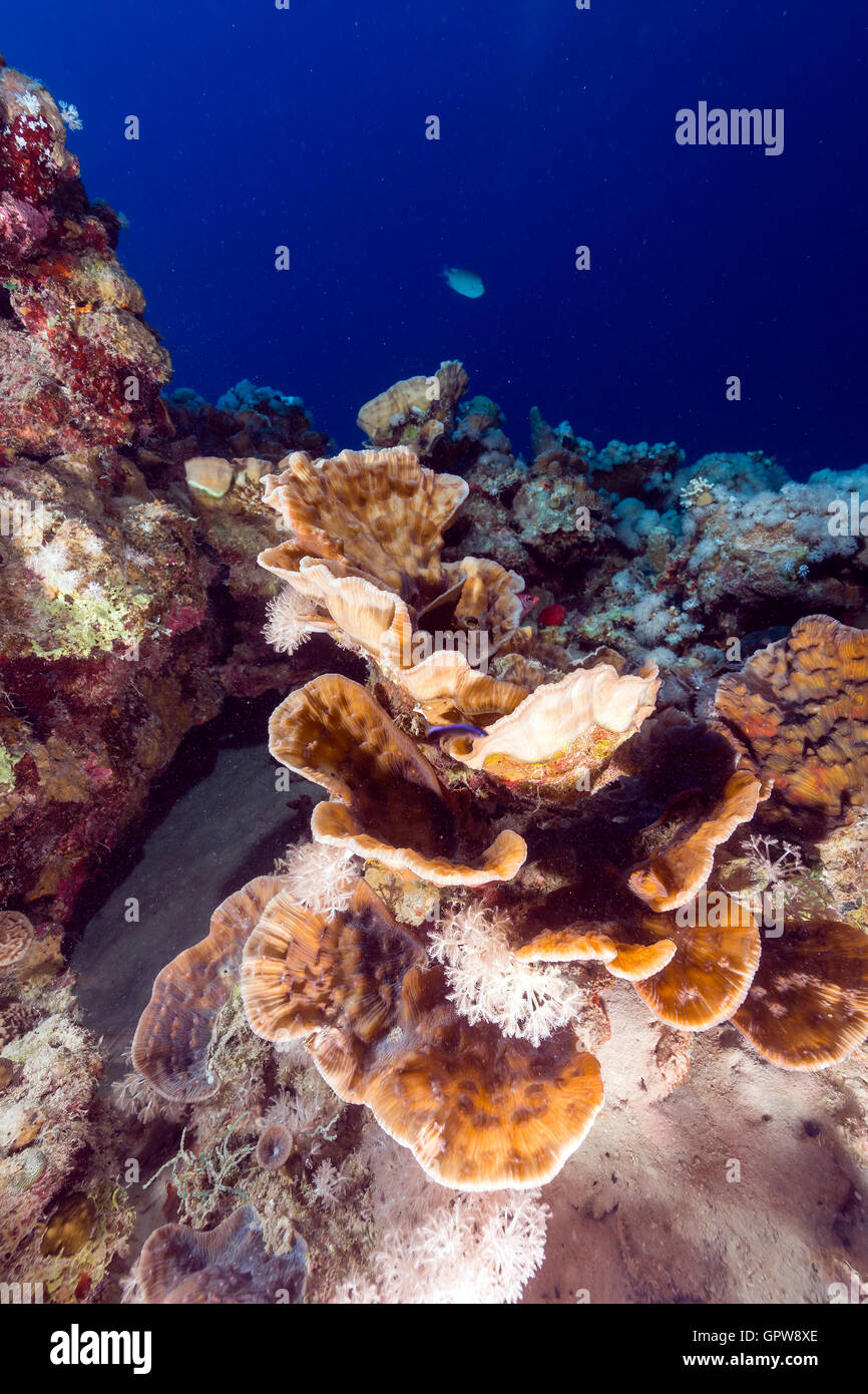 Elephant ear coral (mycedium elephantotus) in the Red Sea Stock Photo ...