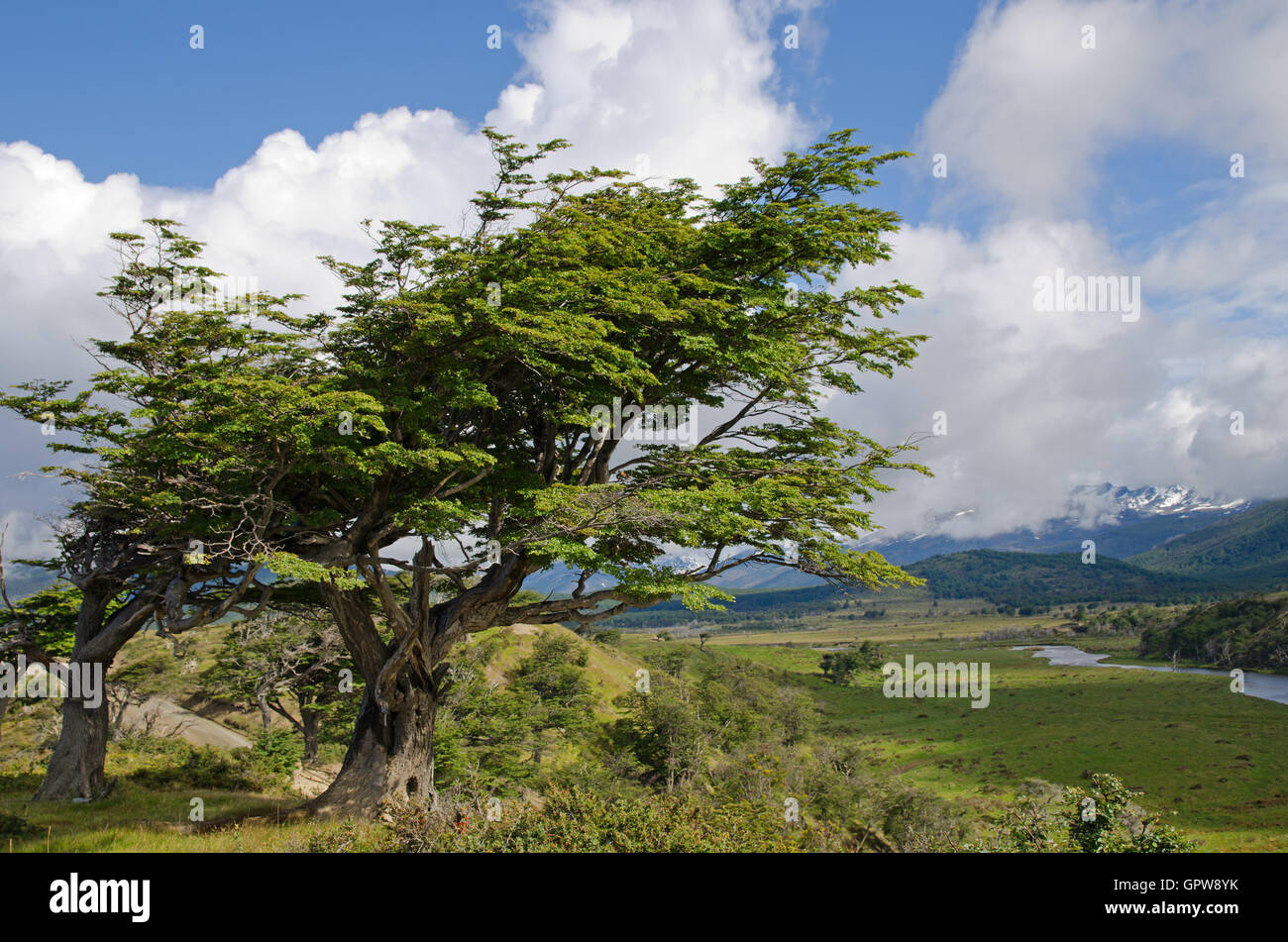 Wind-bent trees in Fireland (Tierra Del Fuego), Patagonia, Argen Stock ...