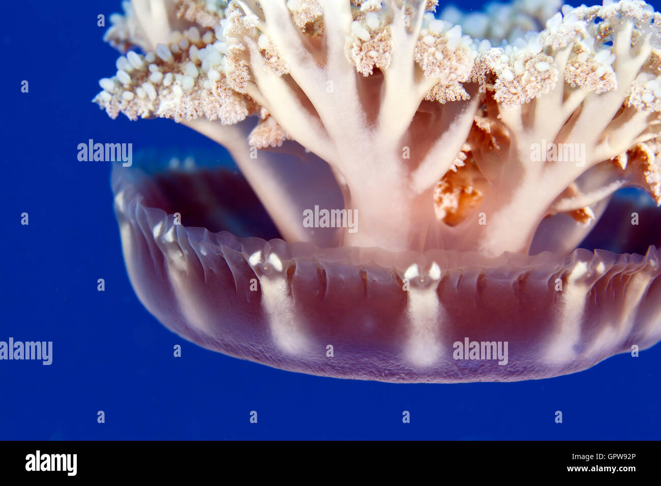 Upside-down jellyfish (cassiopea andromeda) in the Red Sea Stock Photo ...
