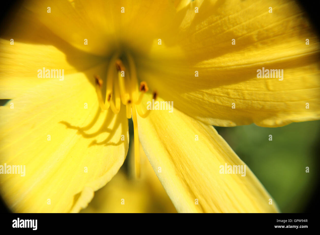 Yellow lily hi-res stock photography and images - Alamy