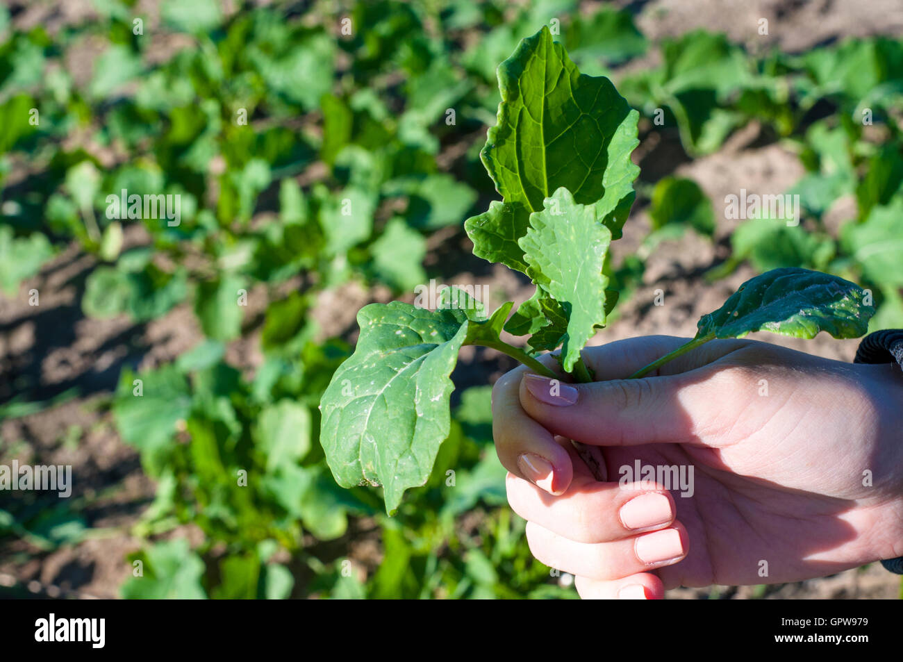 Rapeseed plant hi-res stock photography and images - Alamy