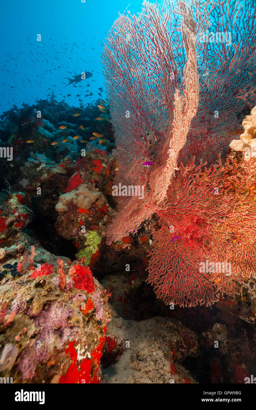 Sea fan and tropical reef in the Red Sea Stock Photo - Alamy