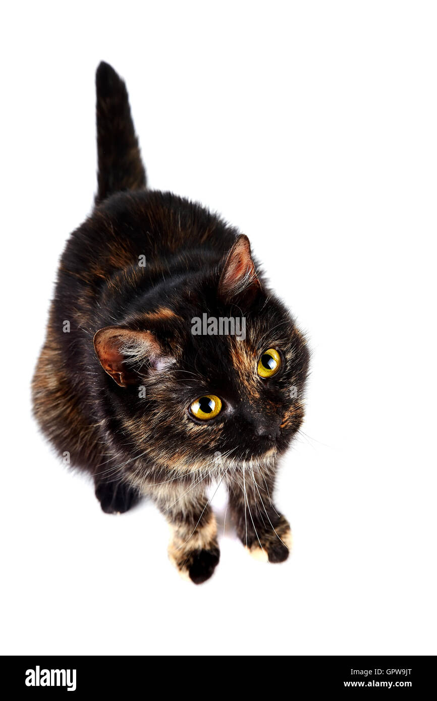 The cat sits Stock Photo - Alamy