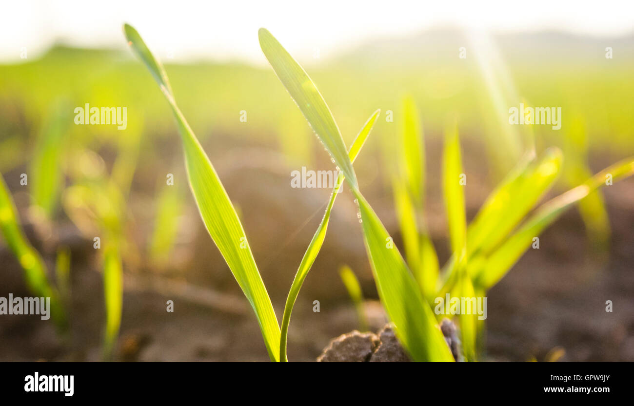 An image of plant Stock Photo - Alamy