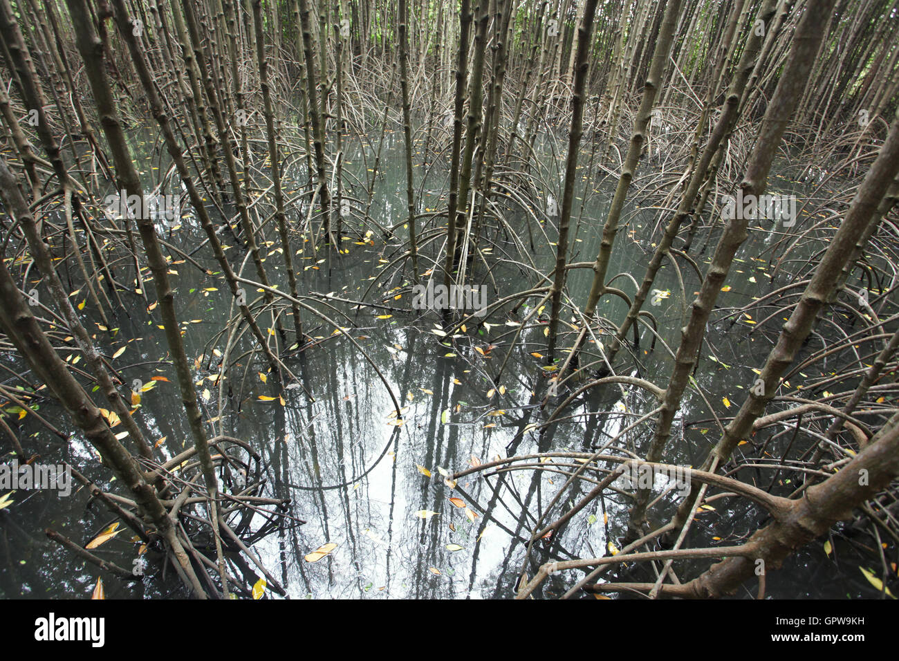 Mangrove trunk hi-res stock photography and images - Alamy