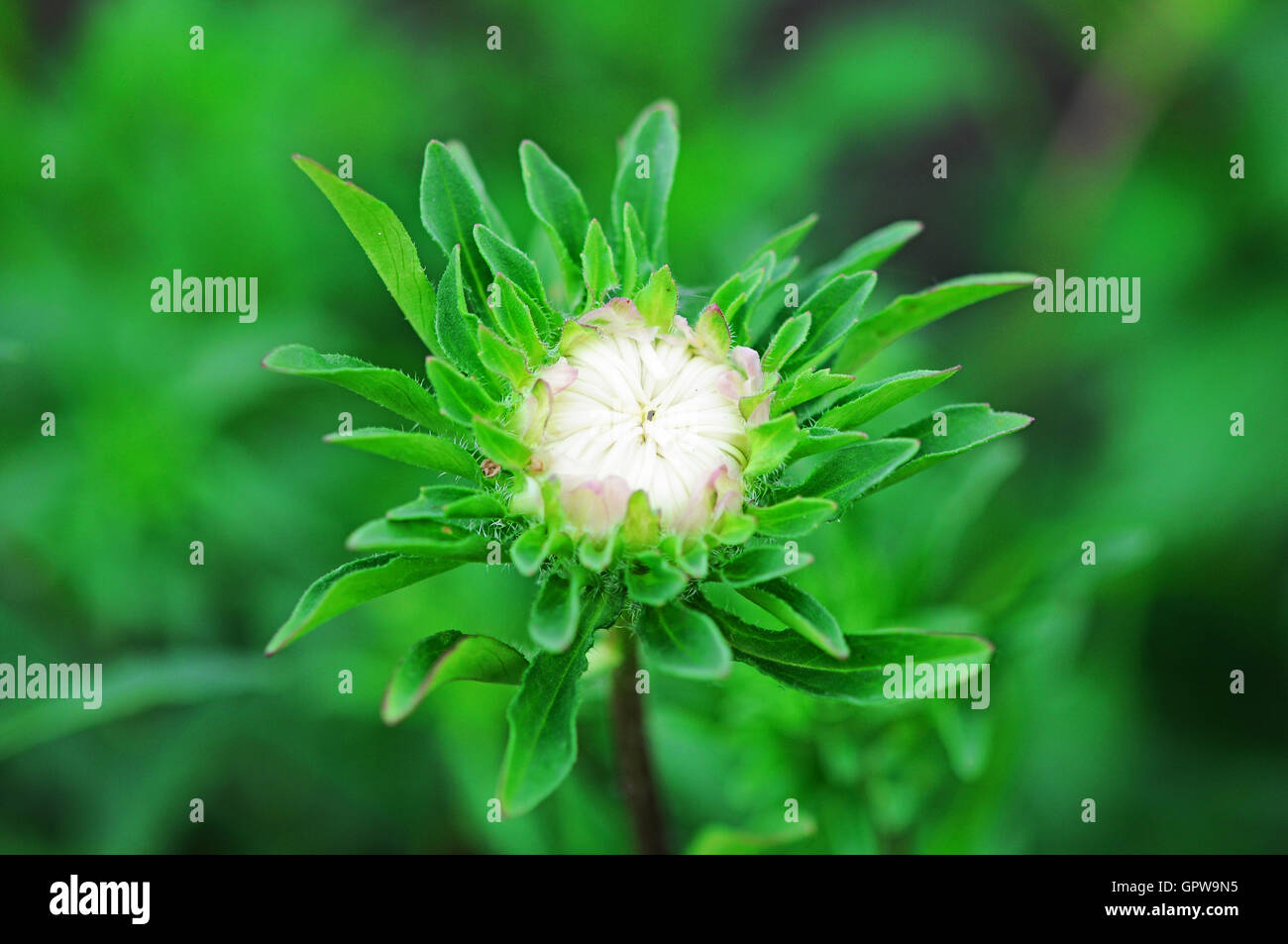 Young sprouts of an aster Stock Photo - Alamy