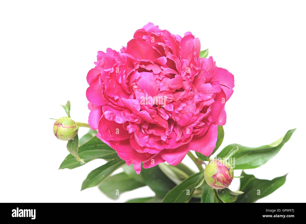 Peony single flower isolated on white background Stock Photo - Alamy