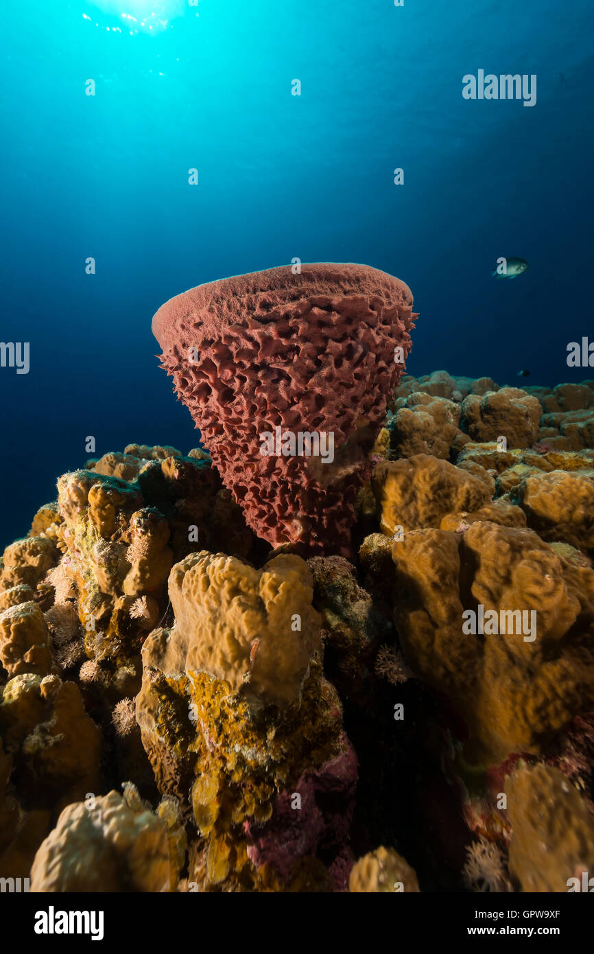 Blue tube sponge hi-res stock photography and images - Alamy