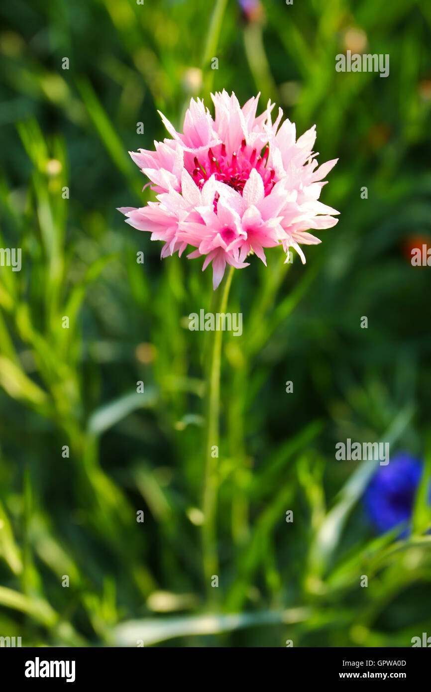 blooming pink flowers Stock Photo - Alamy
