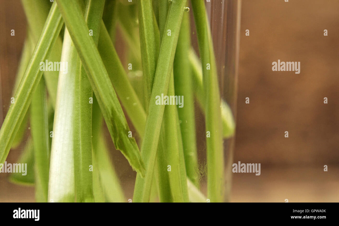 the stems of flowers in a glass of water Stock Photo - Alamy