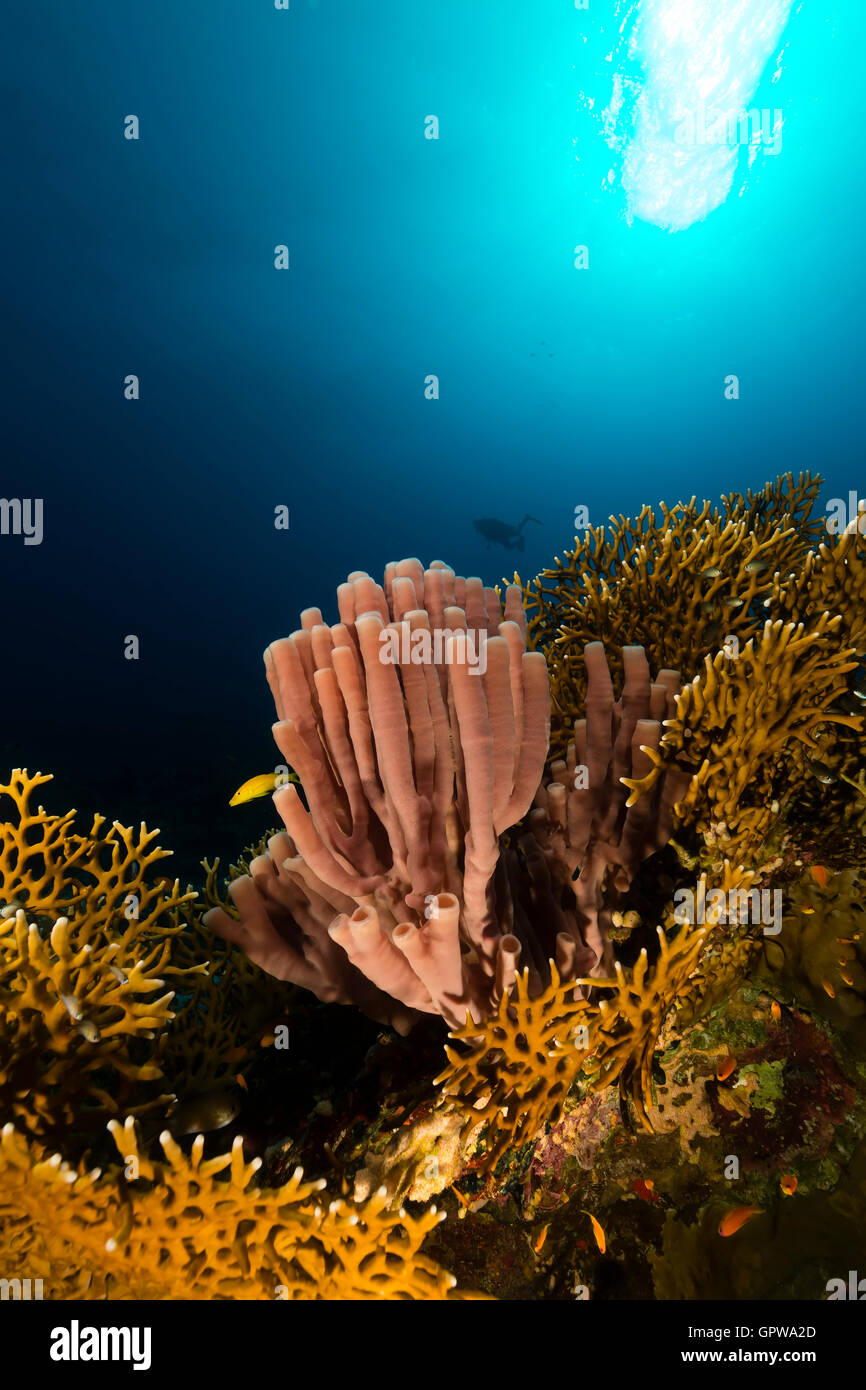 Colonial tube-sponge (siphonochalina siphonella) in the Red Sea Stock ...