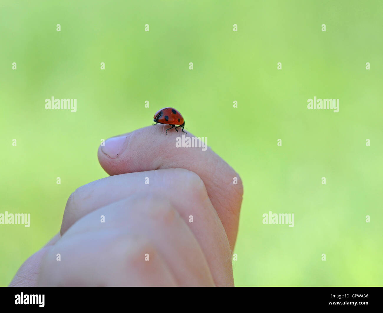 A close-up view of a child's hands hold a bright red ladybug Stock ...