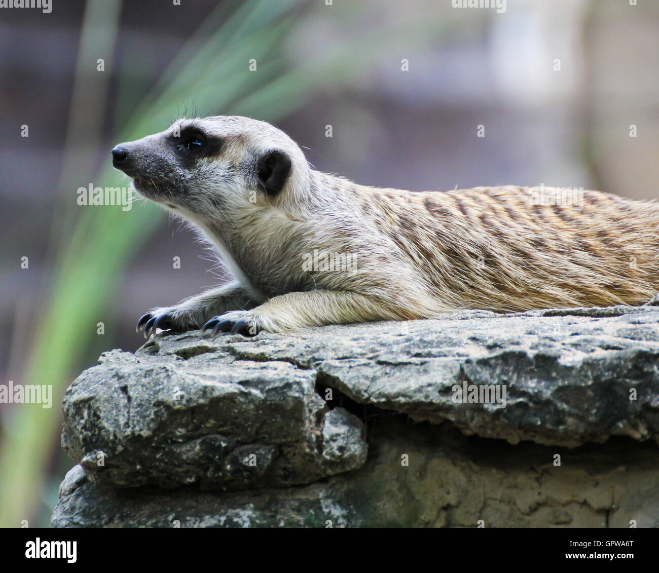 Meir cat hi-res stock photography and images - Alamy