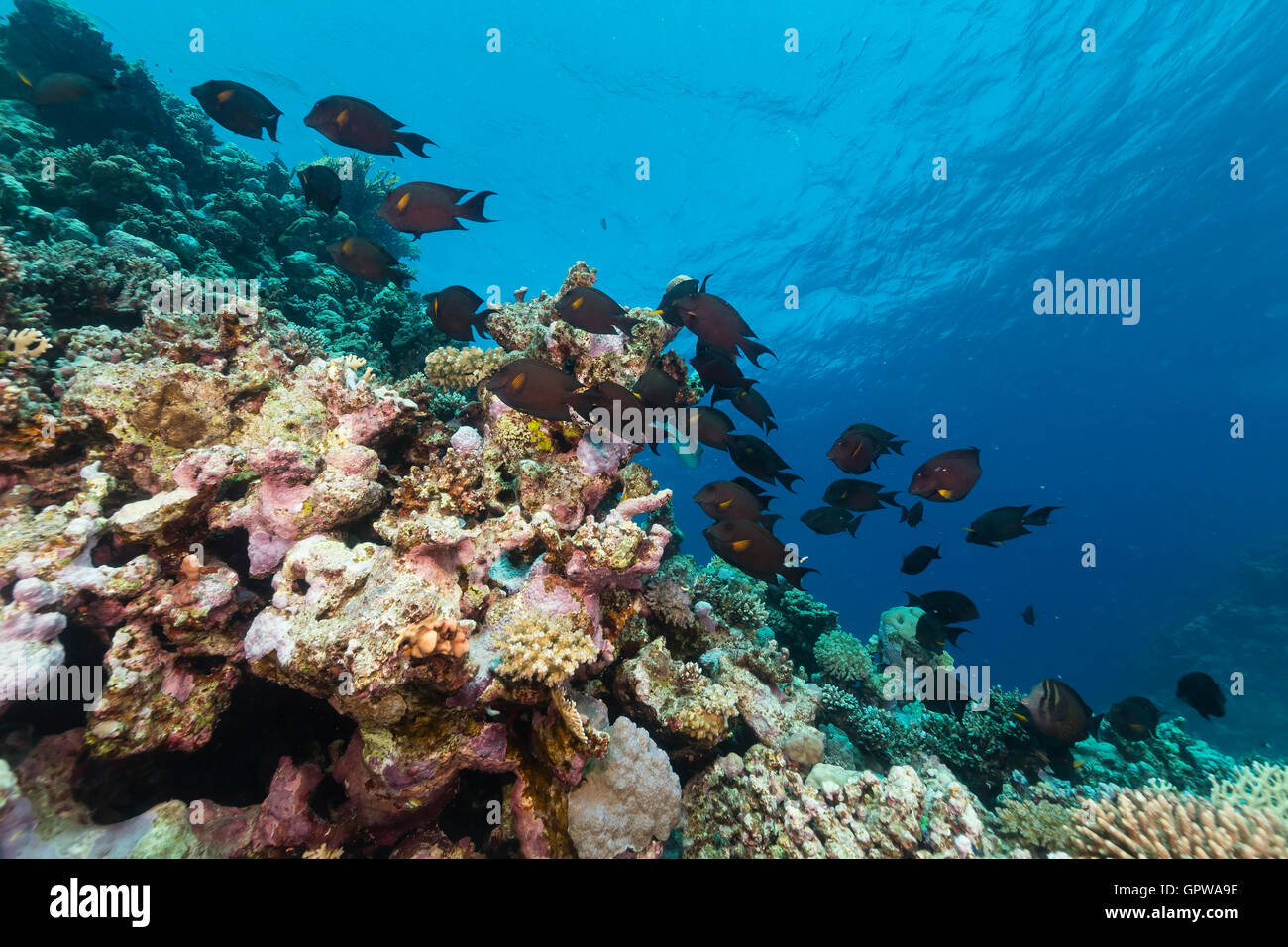 Fish and tropical reef in the Red Sea Stock Photo - Alamy