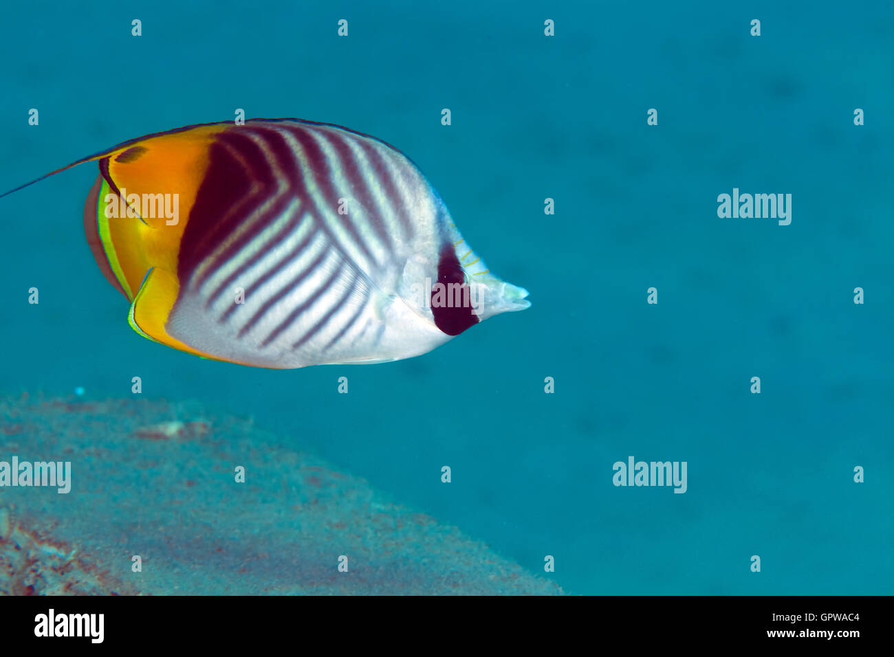 Threadfin butterflyfish (chaetodon auriga) in the Red sea Stock Photo ...