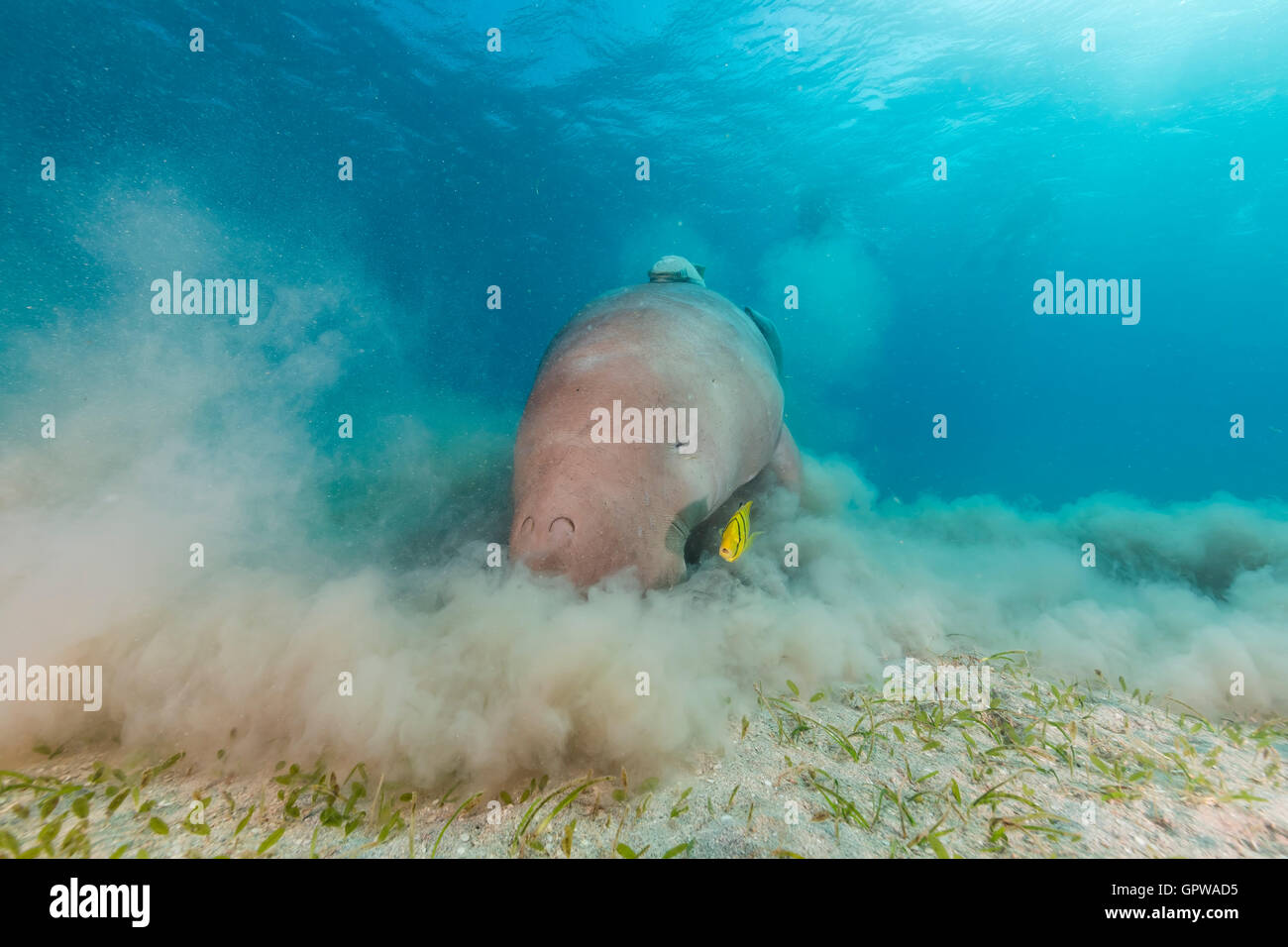 Dugong (dugong dugon) or seacow in the Red Sea Stock Photo - Alamy
