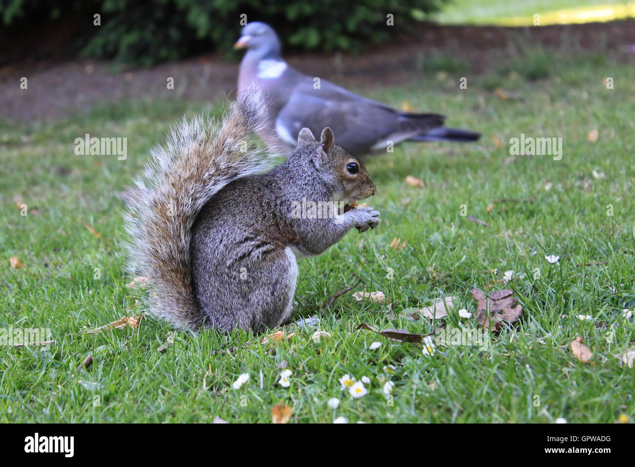 squirrel and pigeon Stock Photo - Alamy