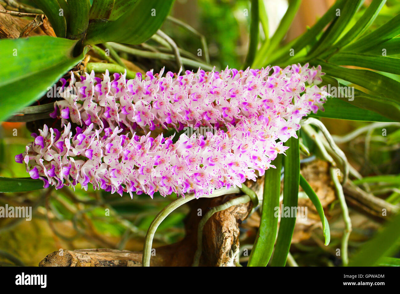 Rhynchostylis retusa" orchid blooming Stock Photo - Alamy