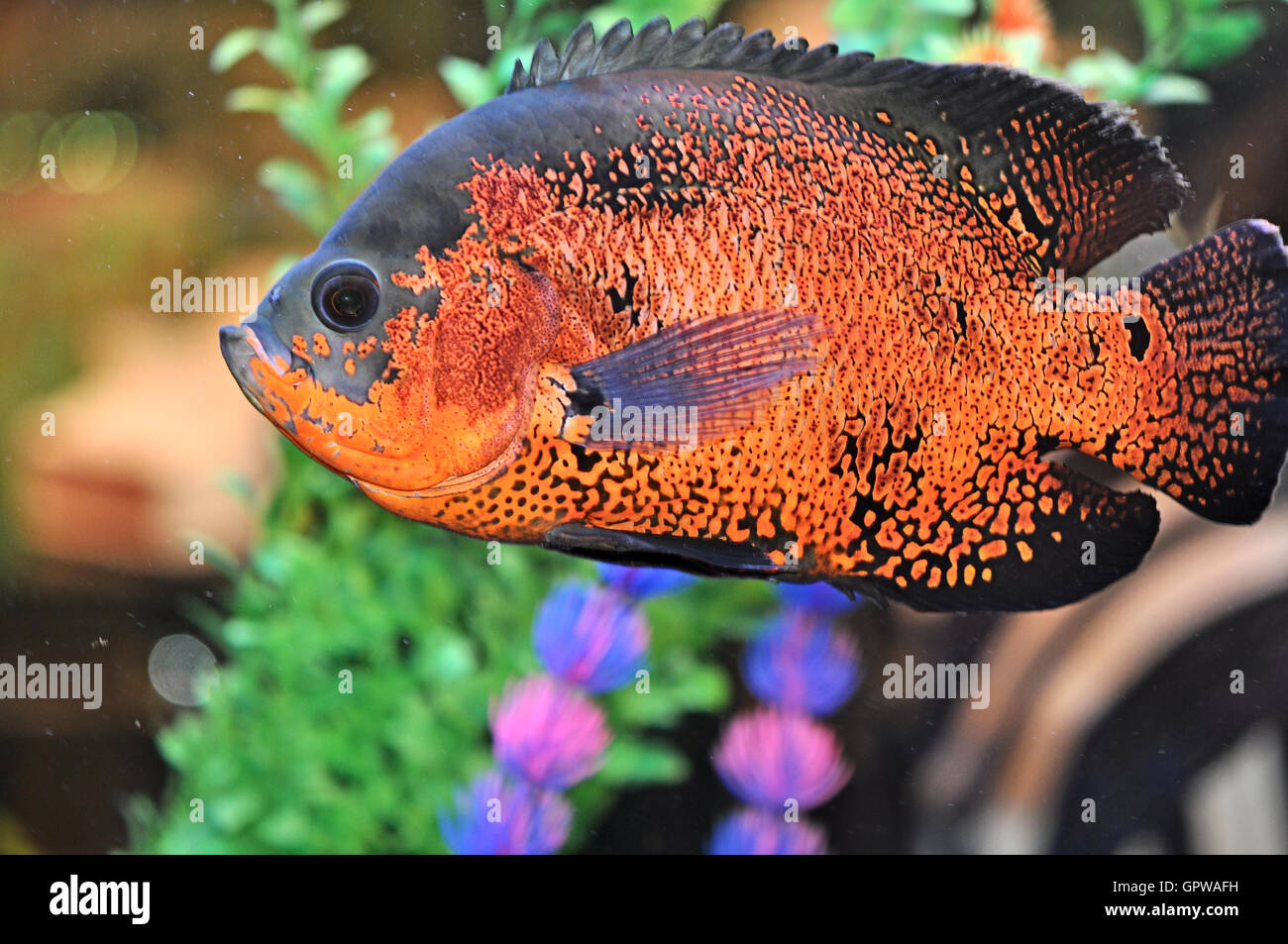 beautiful aquarium fish Stock Photo - Alamy