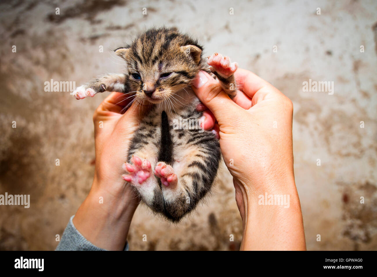 Boy with barn cats hi-res stock photography and images - Alamy