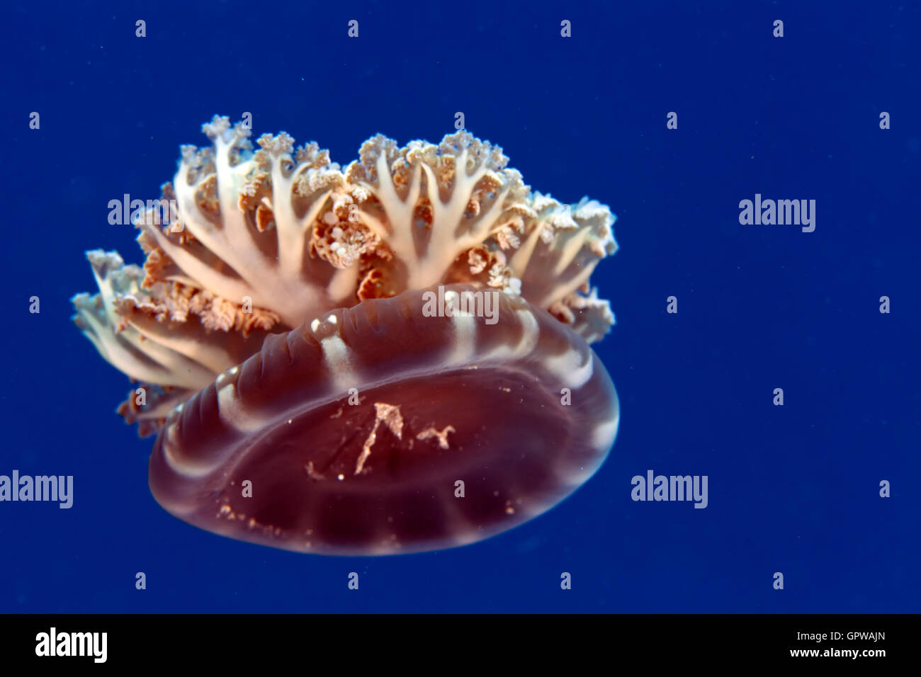 Upside-down jellyfish (cassiopea andromeda) in the Red Sea Stock Photo ...