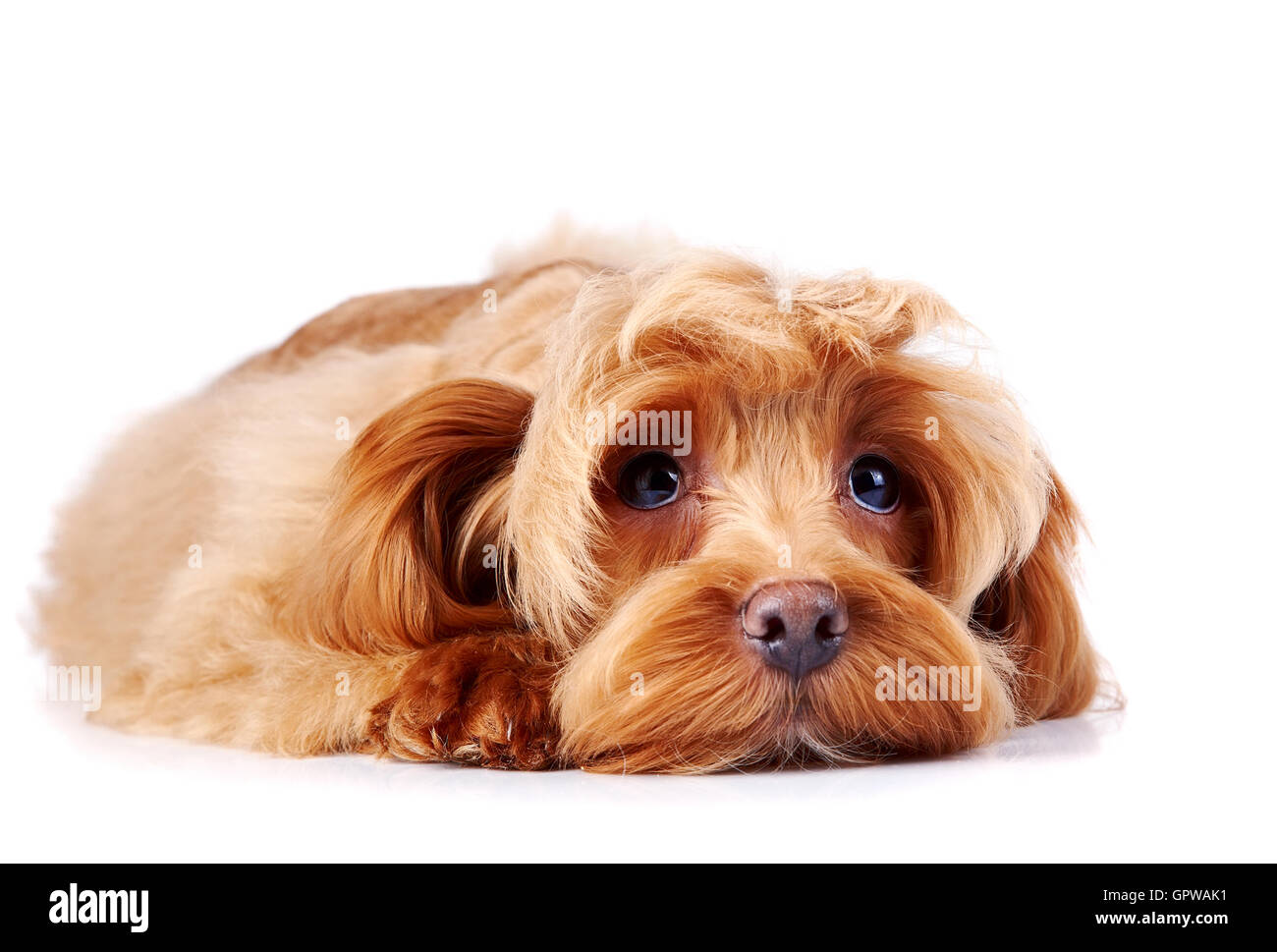 Decorative dog hi-res stock photography and images - Alamy