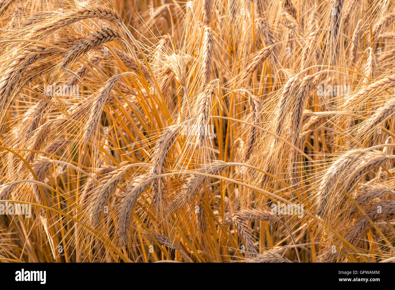 Mature wheat grain hi-res stock photography and images - Alamy