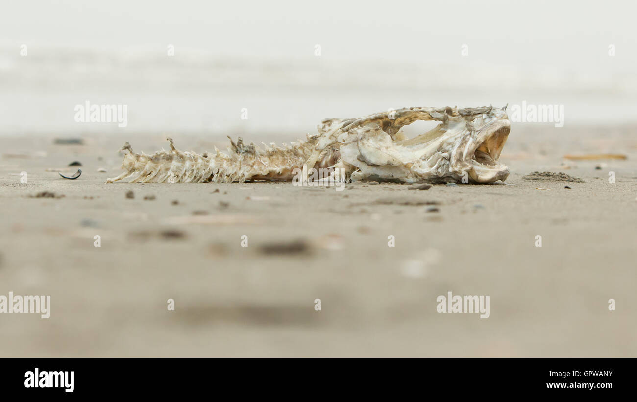 Decomposing dead fish carcass Stock Photo - Alamy