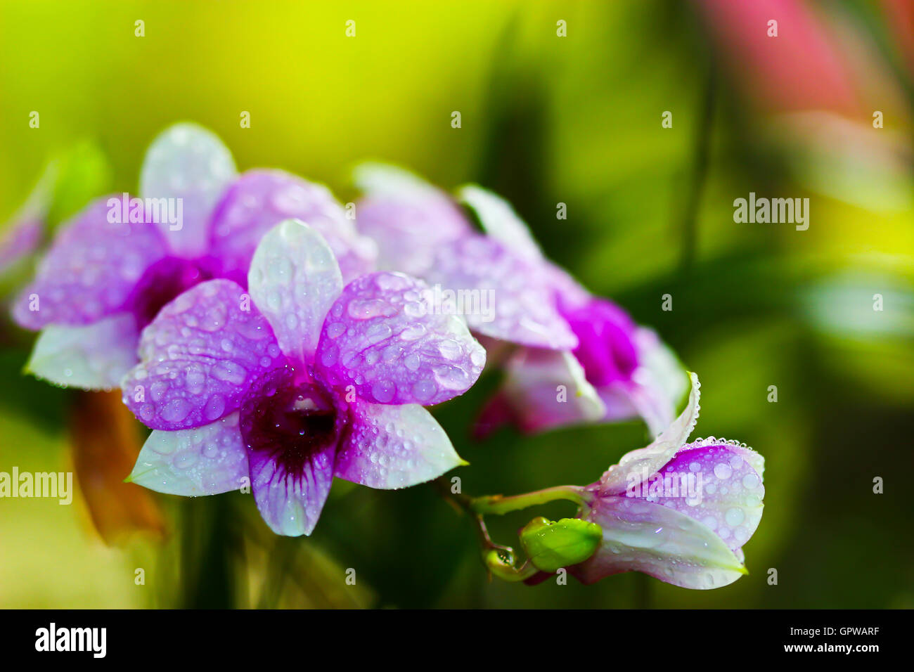 Purple aqua hi-res stock photography and images - Alamy