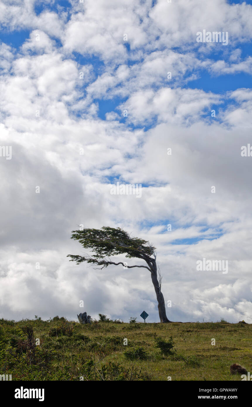 Wind warped hi-res stock photography and images - Alamy