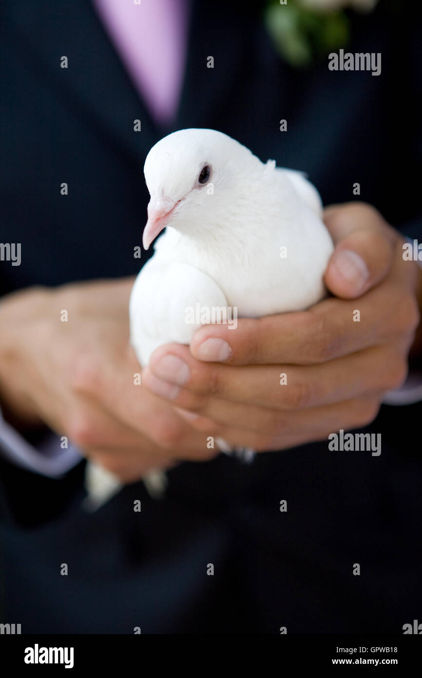 pigeon in hands of a man Stock Photo - Alamy