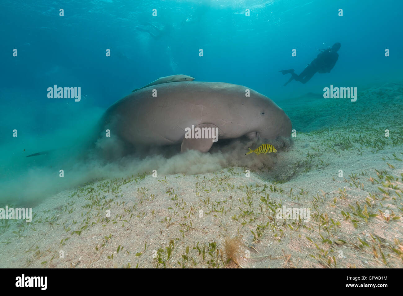 Dugong (dugong dugon) or seacow in the Red Sea Stock Photo - Alamy