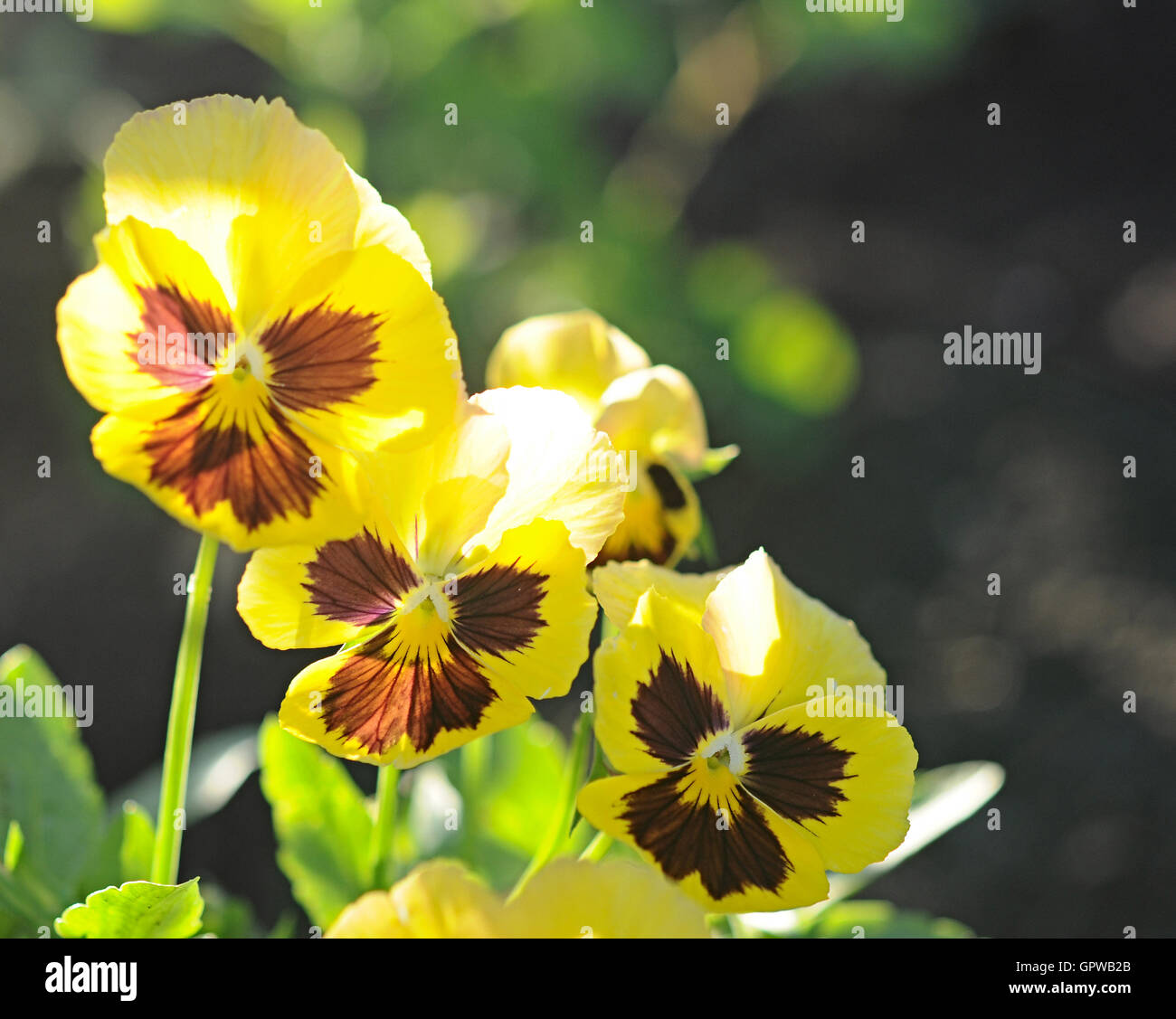 Viola yellow brown hi-res stock photography and images - Alamy