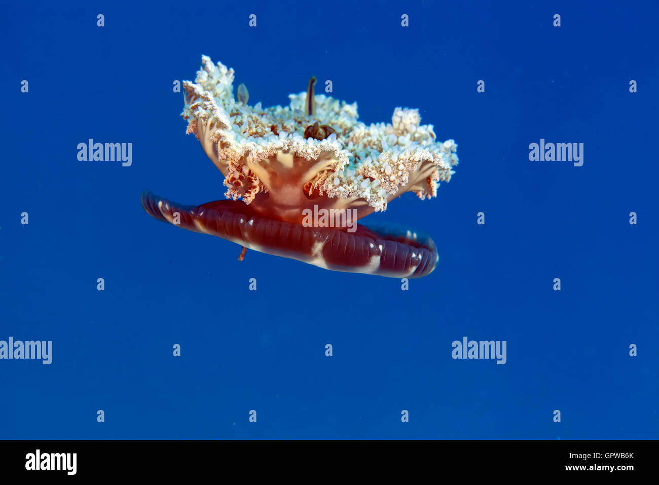 Upside-down jellyfish (cassiopea andromeda) in the Red Sea Stock Photo ...
