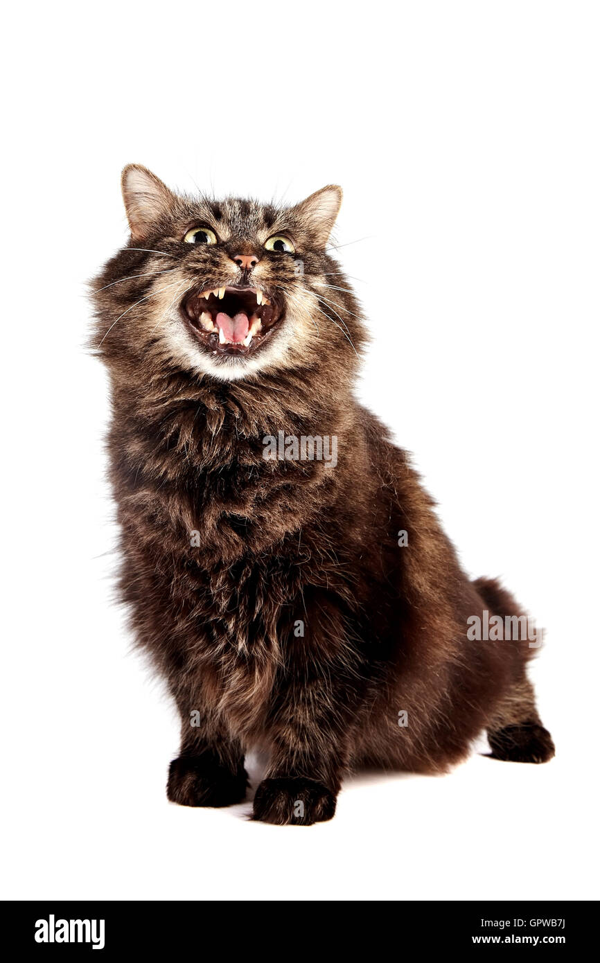 Mewing cat hi-res stock photography and images - Alamy
